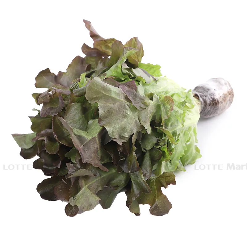 Xà lách Oakleaf đỏ thủy canh Choice L (Cây)