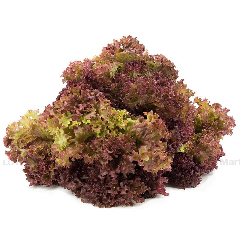 Xà Lách Lolo Tím 200G