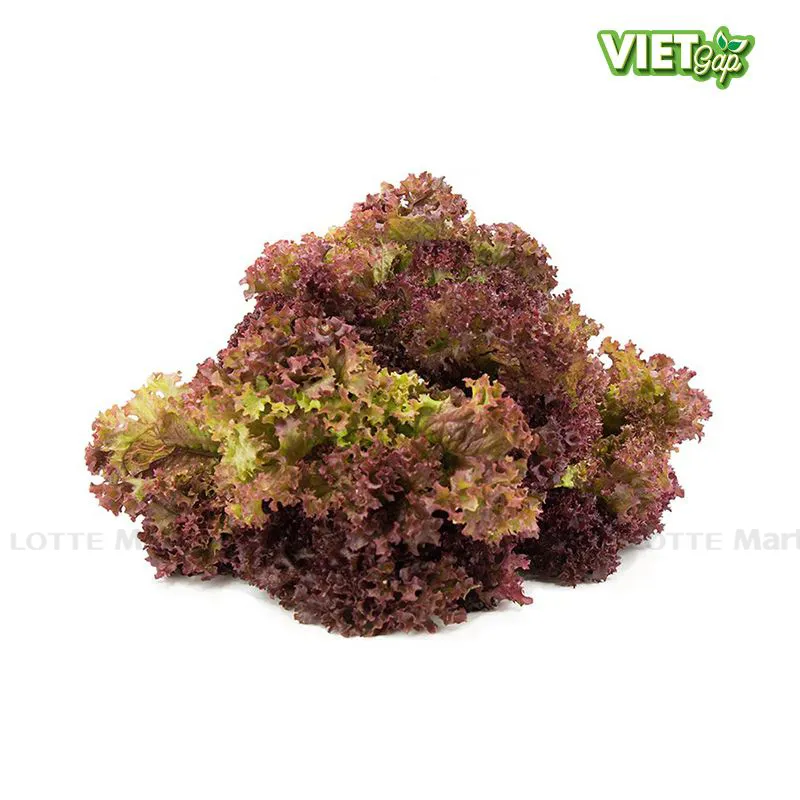 Xà lách Lolo tím gói 185g (ea)